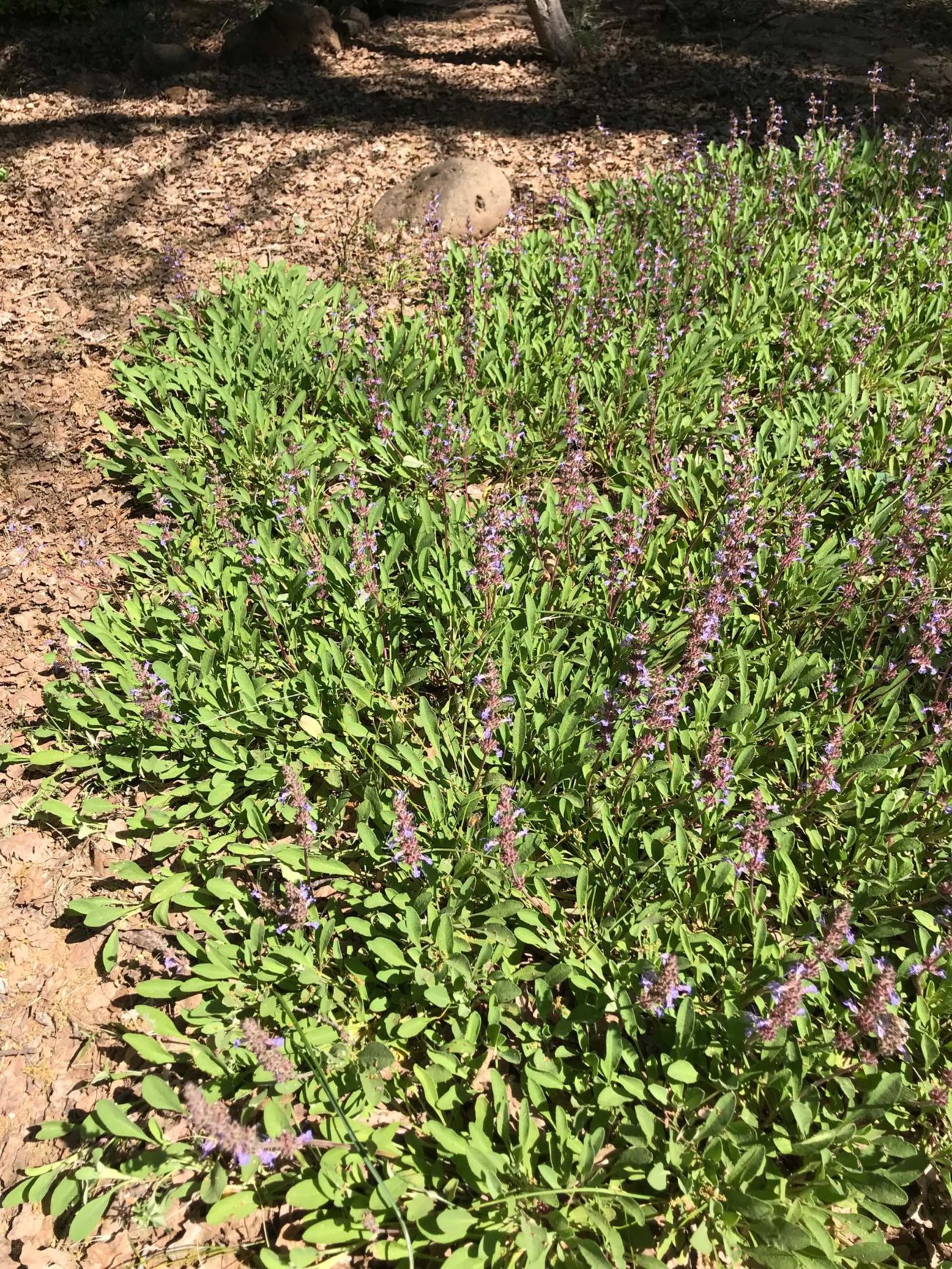 The Libonati-Barnes Garden, May 2021
