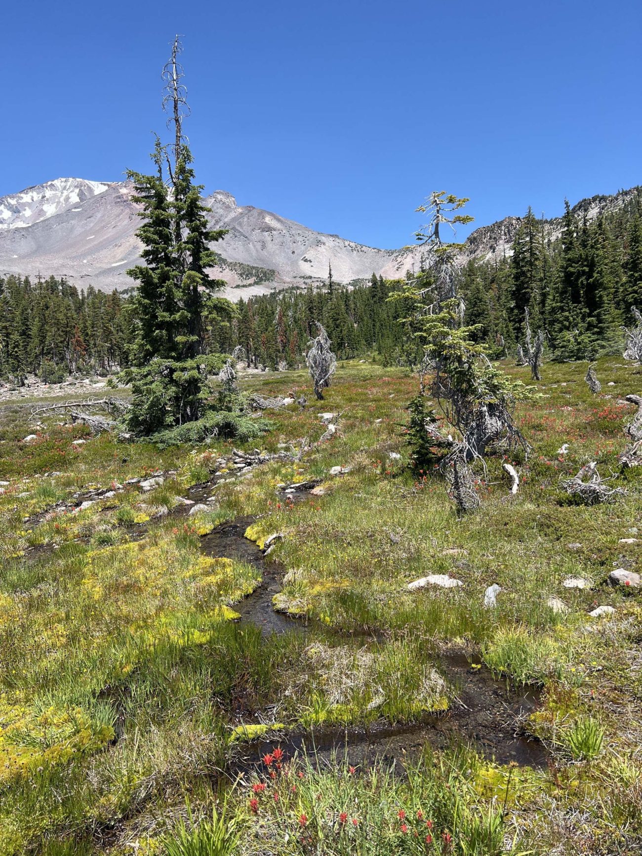 Panther Meadows to Gray Butte Field Trip, July 23, 2022