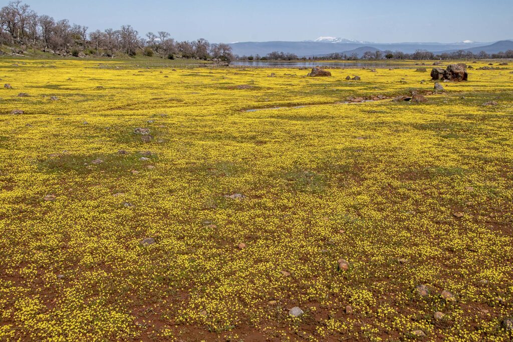 Carpets of Yellow!