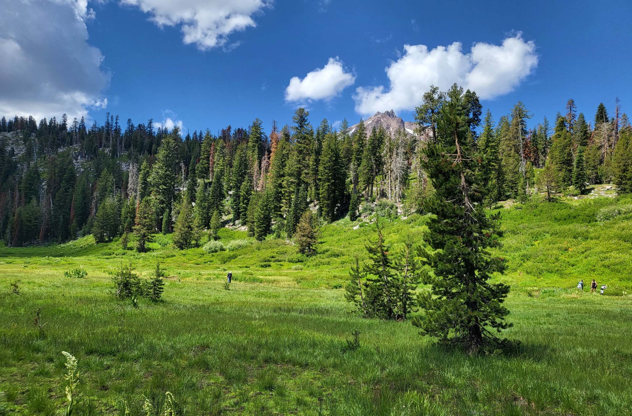 Paradise Meadow Field Trip, August 5, 2023