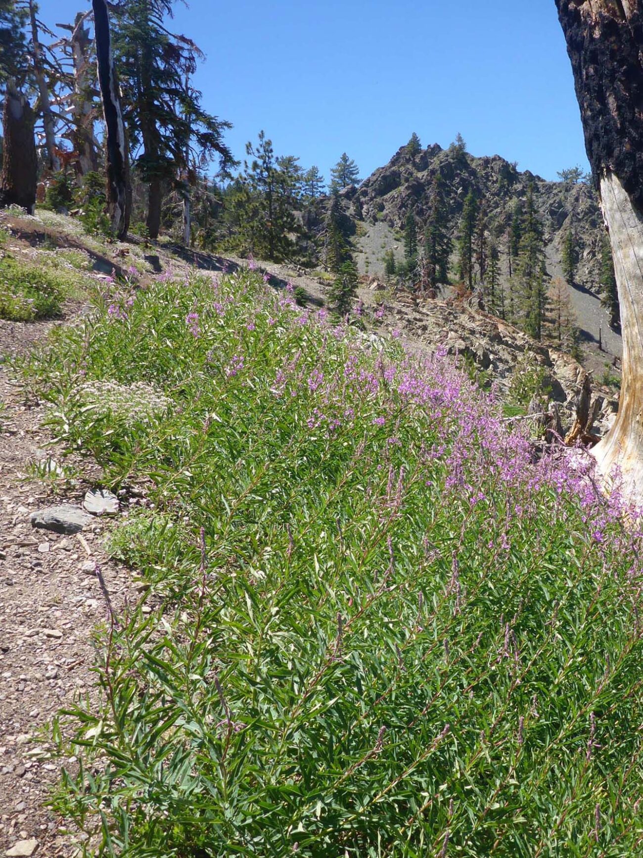 Mount Linn Loop Trail, July 30, 2023